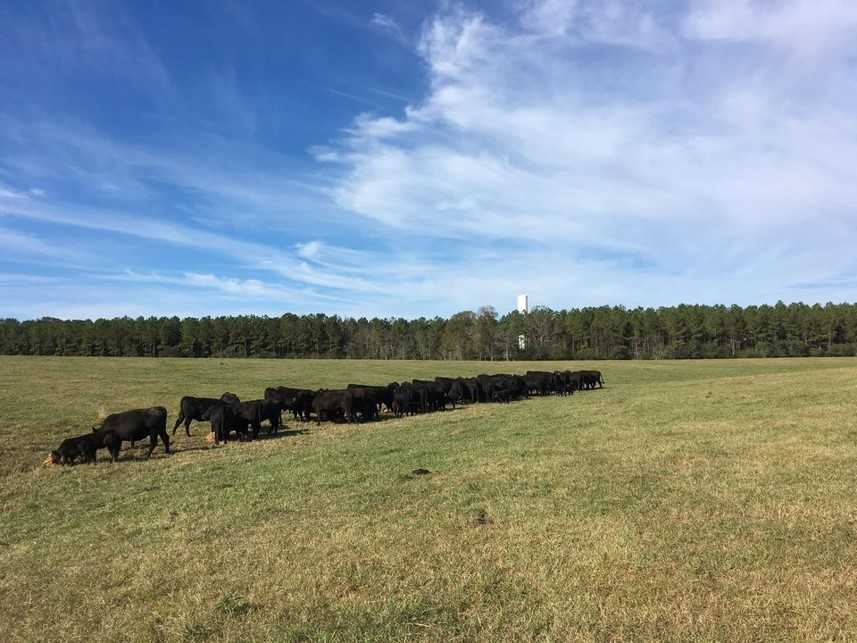 Thames Angus Farm | Mississippi Angus | Thames Angus Farm