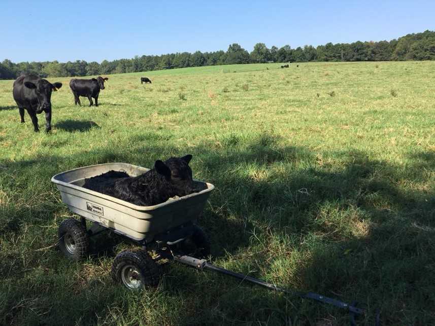 Thames Angus Farm | Mississippi Angus | Thames Angus Farm