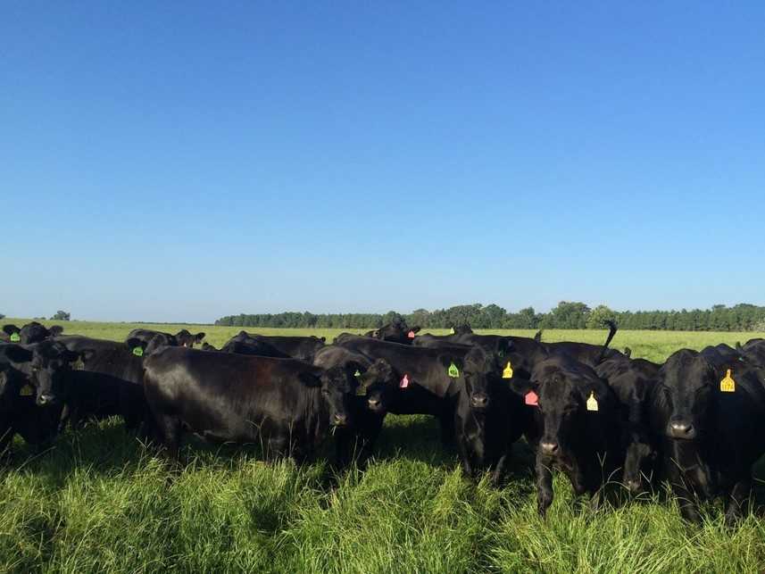 Thames Angus Farm | Mississippi Angus | Thames Angus Farm