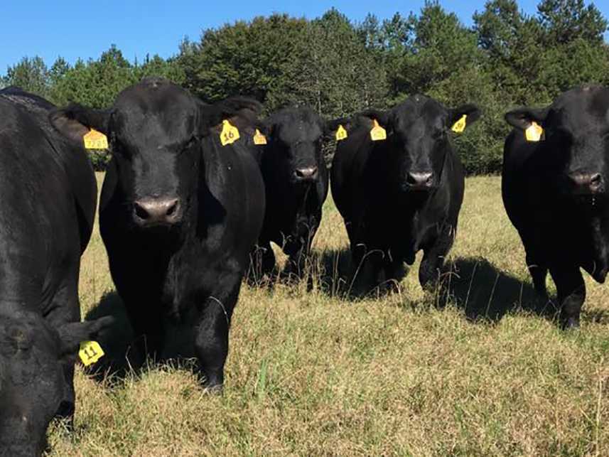 Thames Angus Farm | Mississippi Angus | Thames Angus Farm