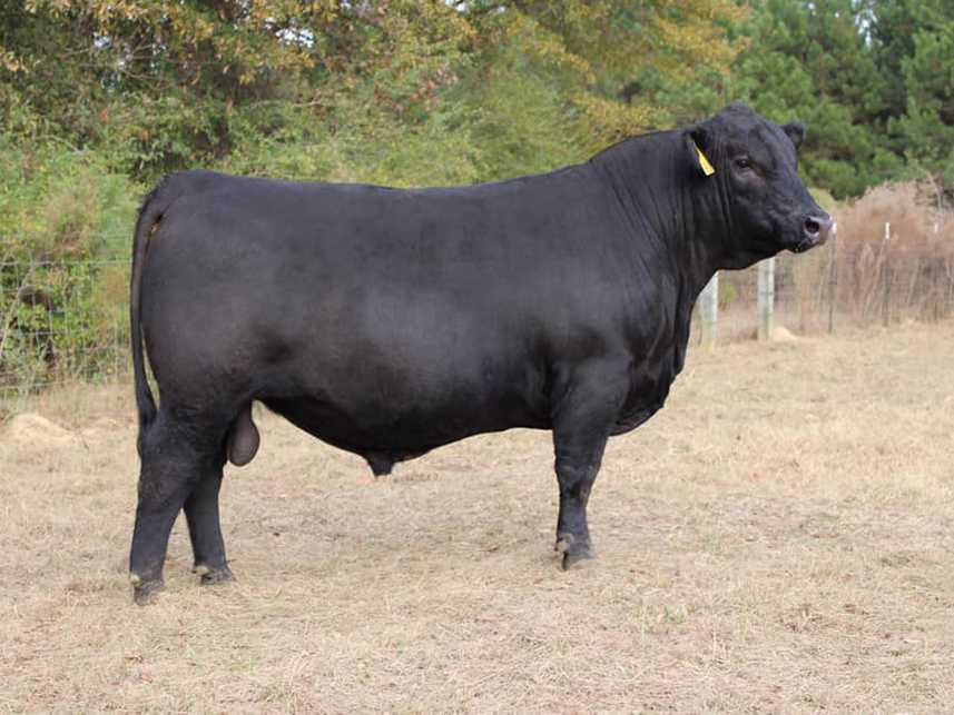 Thames Angus Farm | Mississippi Angus | Thames Angus Farm